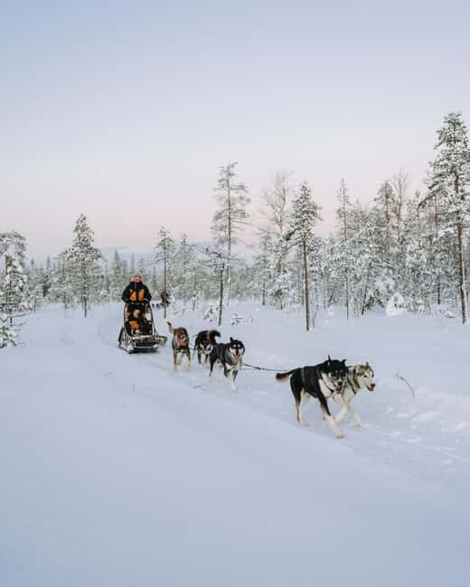 Rovaniemi: Small group Adults-Only 12-18km Husky Tour - Who Would Love This Experience?