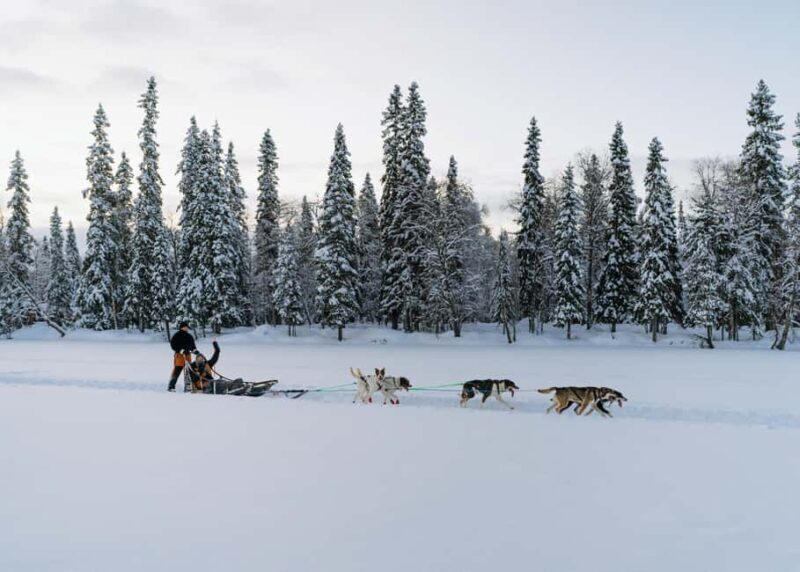 Rovaniemi: Small group Adults-Only 12-18km Husky Tour - FAQ