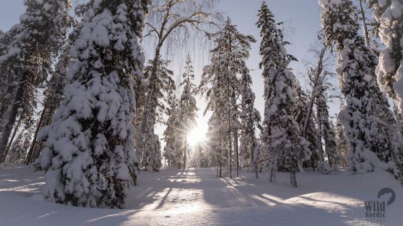 Rovaniemi: Snowmobile Safari into the Arctic Circle Forest - Who Will Love This Tour?