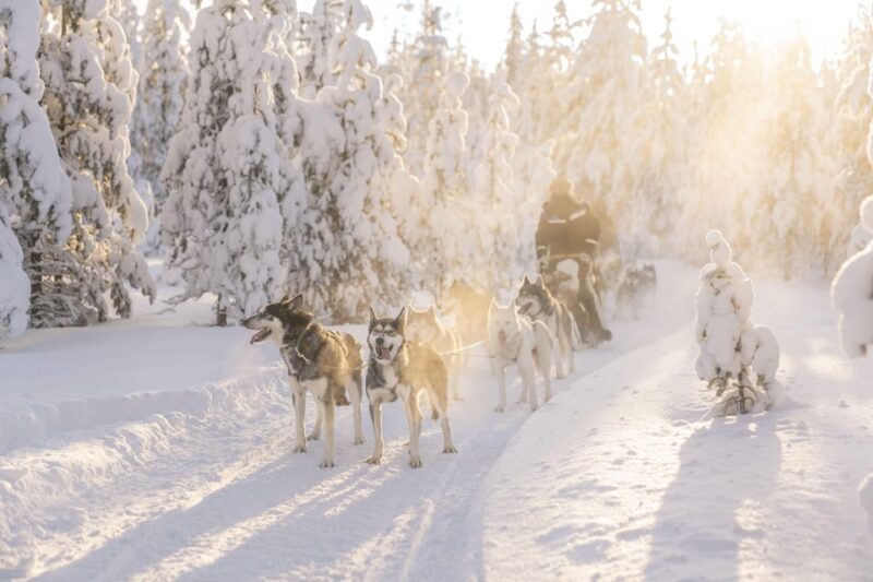 Rovaniemi: Snowmobile Safari, Reindeer & Husky Sleigh Ride - An In-Depth Look at the Rovaniemi Snowmobile, Reindeer & Husky Tour