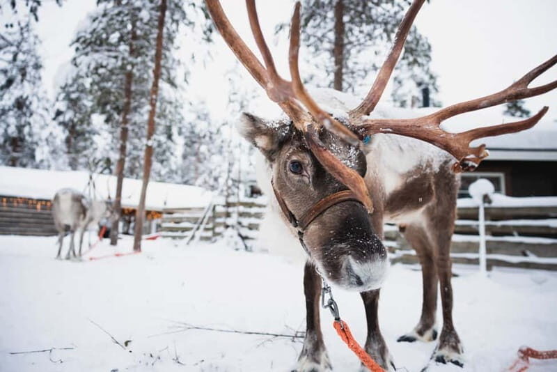 Rovaniemi: Snowmobile Tour and Reindeer Experience - Introduction