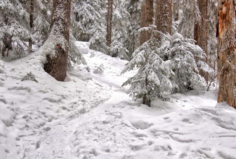 Rovaniemi: Snowshoeing Tour with Wild Lunch and Hotel Pickup - Why This Tour Is a Great Choice