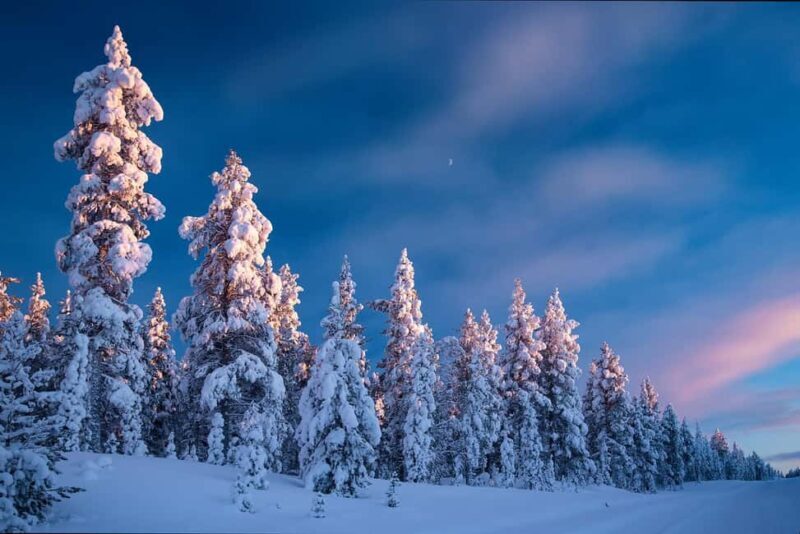 Rovaniemi: Snowy Forest Like in the Movies 3 Hour Tour - A Scenic Drive to the Heart of the Forest