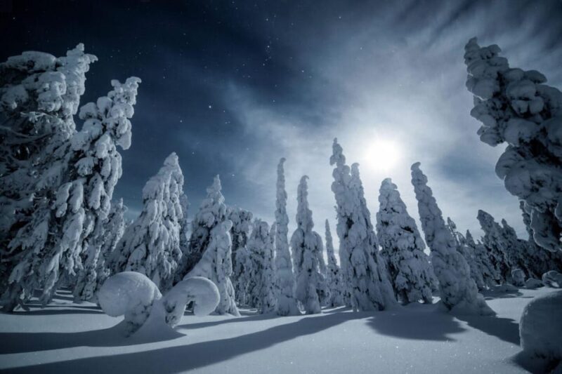 Rovaniemi: Snowy Forest Night Hike with Northern Lights - Key Points