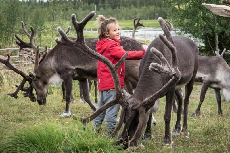 Rovaniemi: Summer/Autumn Reindeer Farm Experience - An Honest Breakdown of the Reindeer Farm Experience