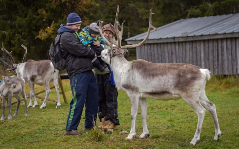 Rovaniemi: Summer/Autumn Reindeer Farm Experience - Analyzing the Value