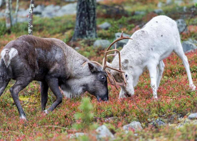 Rovaniemi: Summer Reindeer Farm Experience - Why This Tour Works Well