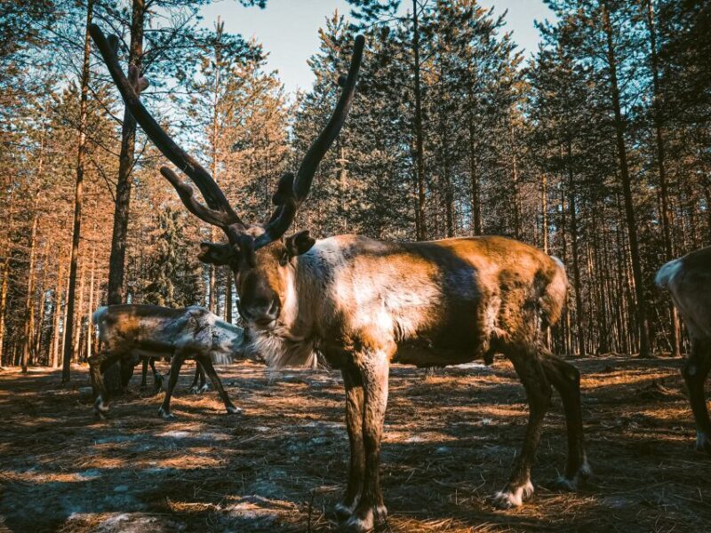 Rovaniemi: Summer Reindeer Farm Experience - The Sum Up