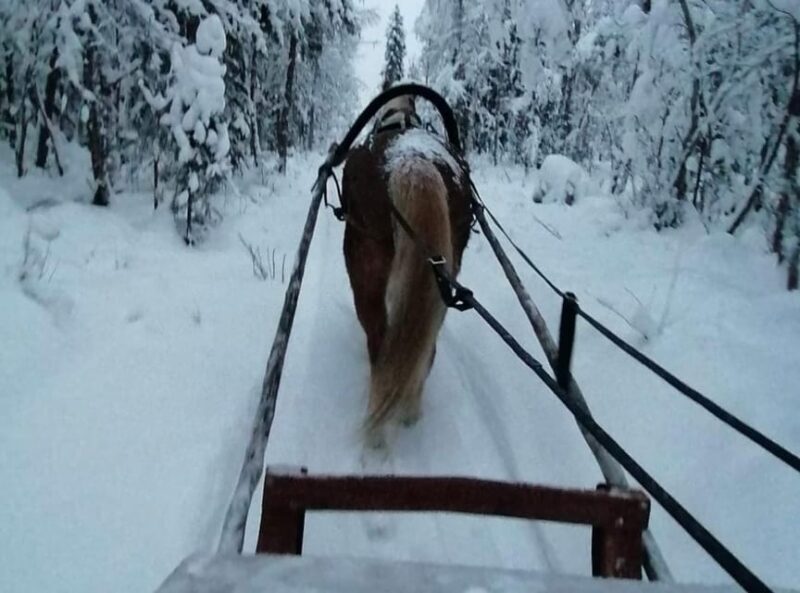 Rovaniemi: Traditional Finnhorse Sleigh Ride at SCV (3km) - FAQ