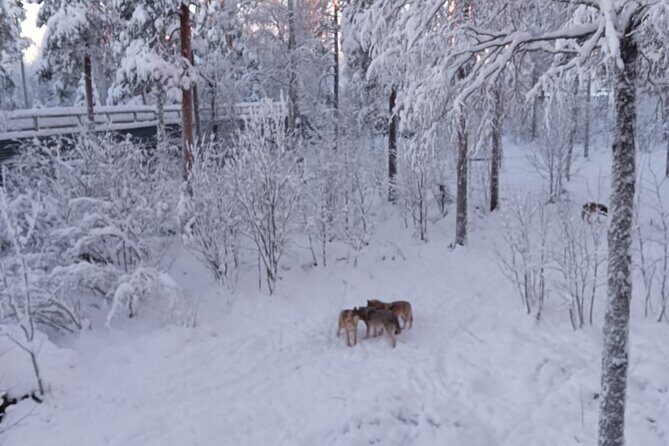 Rovaniemi: Trip to Ranua Zoo with Tickets Included - Practical Tips for Your Visit