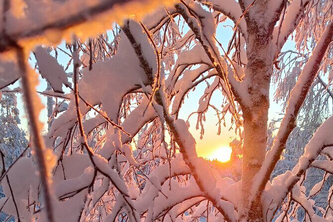 Rovaniemi: Trip to Ranua Zoo with Tickets Included - The Sum Up