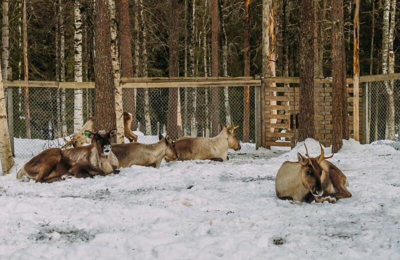 Rovaniemi: Trip to Ranua Zoo with Tickets - Key Points