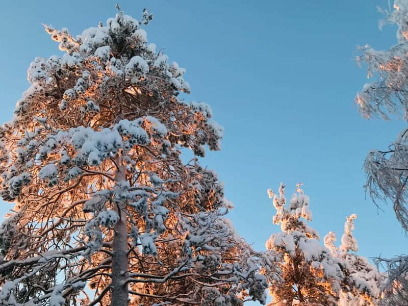 Rovaniemi: Trip to Ranua Zoo with Tickets - Practical Tips and What You Should Know