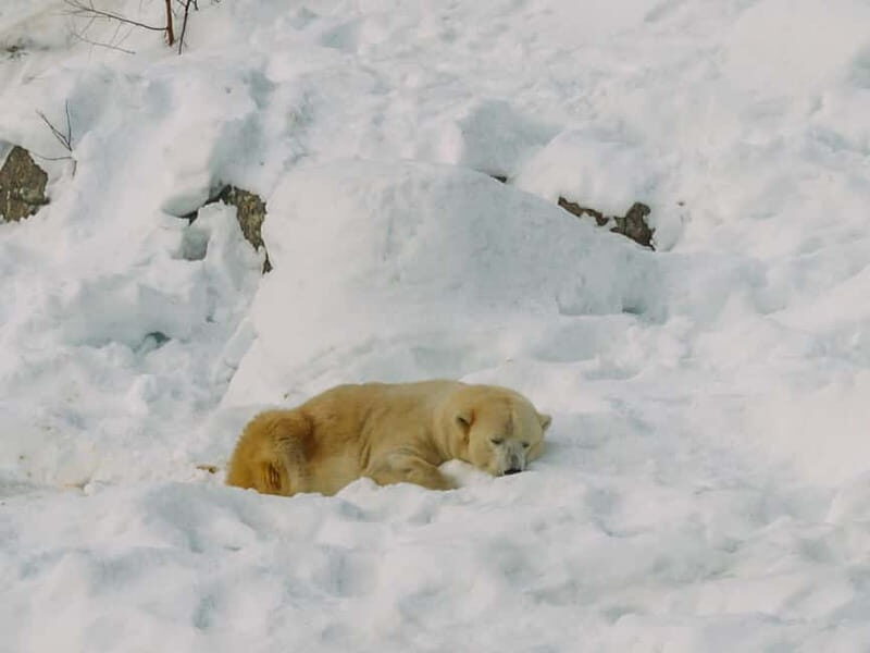 Rovaniemi: Trip to Ranua Zoo with Tickets - Who Is This Tour Best For?