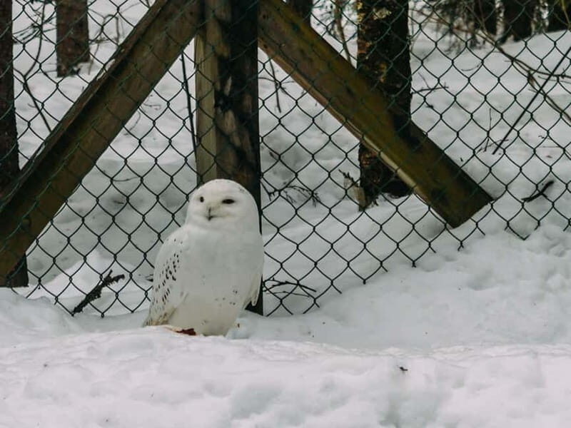 Rovaniemi: Trip to Ranua Zoo with Tickets - Final Thoughts