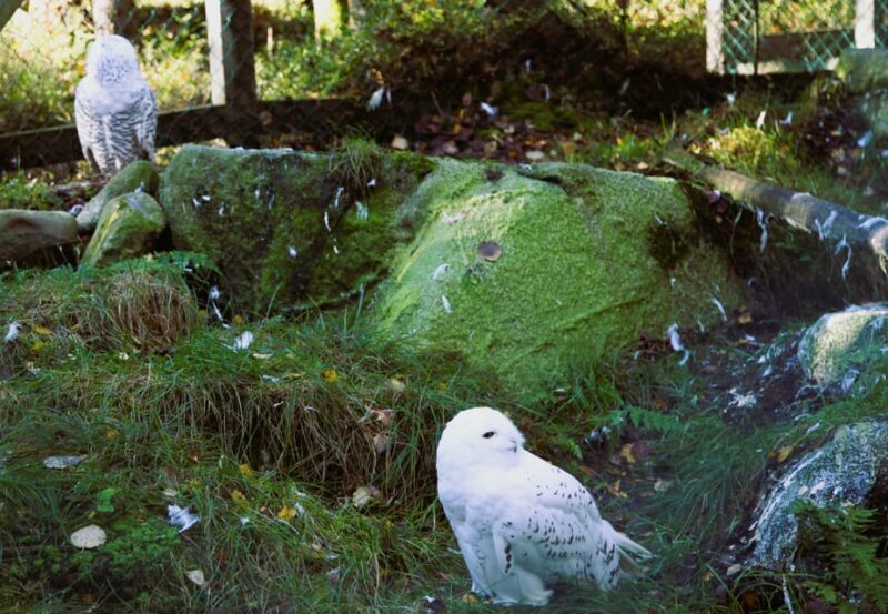 Rovaniemi: trip to the Ranua Zoo (transportation, tickets) - The Zoo’s Unique Appeal