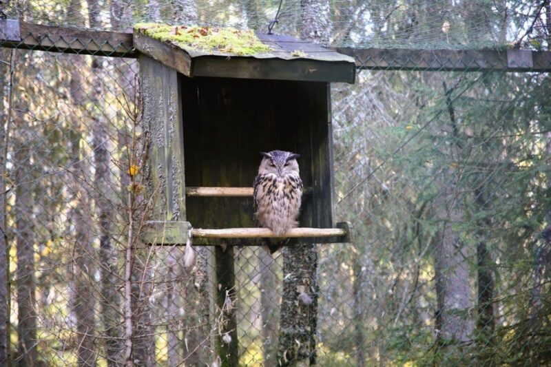 Rovaniemi: trip to the Ranua Zoo (transportation, tickets) - Practical Details and Considerations