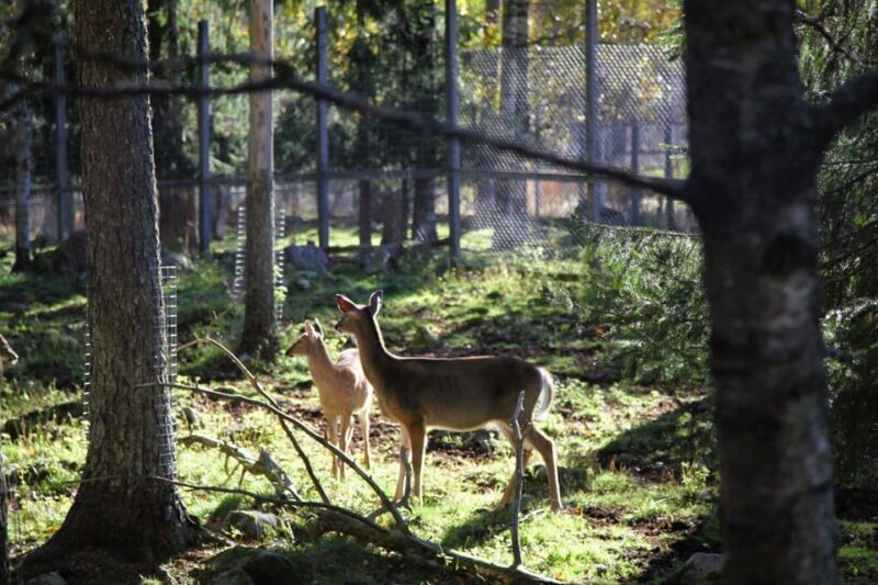 Rovaniemi: trip to the Ranua Zoo (transportation, tickets) - What to Bring