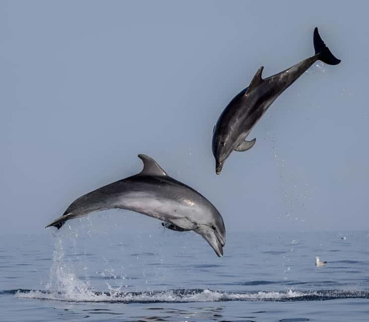 Rovinj: Dolphin Watching Sunset Speedboat Tour with Drinks - Authentic Feedback from Travelers
