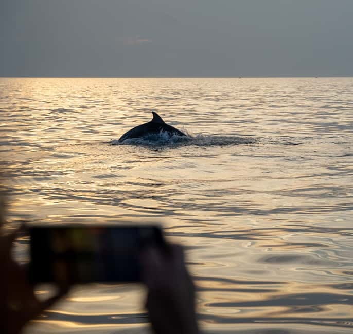 Rovinj: Dolphin Watching Sunset Speedboat Tour with Drinks - Who Will Love This Experience?