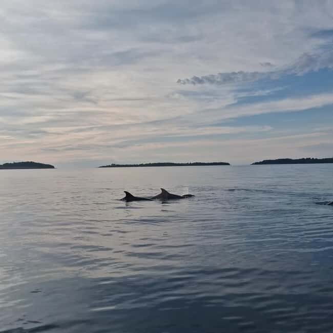 Rovinj: Shared Dolphin and Sunset Tour with Drinks - An In-Depth Look at the Rovinj Dolphin and Sunset Tour