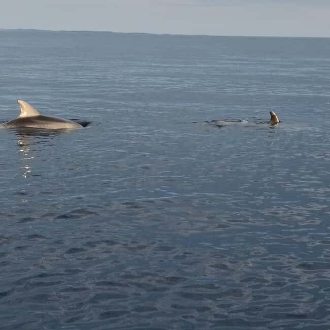 Rovinj: Shared Dolphin and Sunset Tour with Drinks - Who Will Love This Tour?