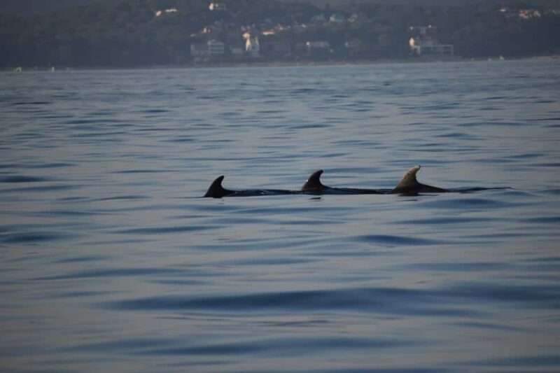 Rovinj: Sunset & dolphin group tours with Catamaran - The Sum Up