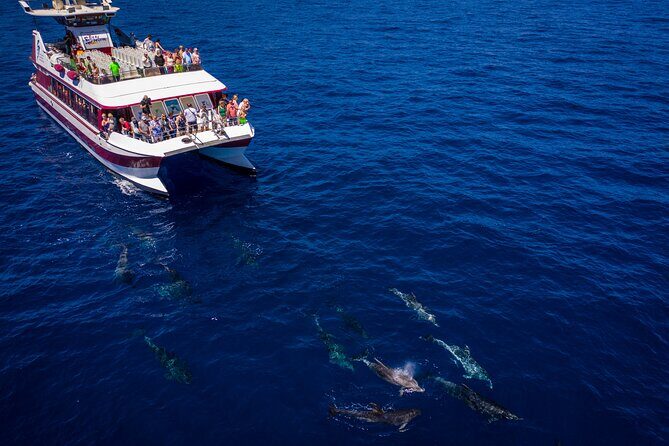 Royal Delfin - 2Hour Sustainable Dolphin & Whale Watching Mini Cruise - What to Expect from the Royal Delfin Experience
