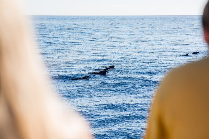 Royal Delfin - 2Hour Sustainable Dolphin & Whale Watching Mini Cruise - Is This Tour Worth It?
