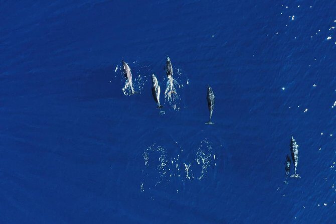 Royal Delfin 3H Dolphin & Whale Watching! Swimming & Lunch! - Key Points