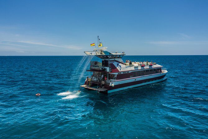 Royal Delfin 3H Dolphin & Whale Watching! Swimming & Lunch! - Practical Considerations