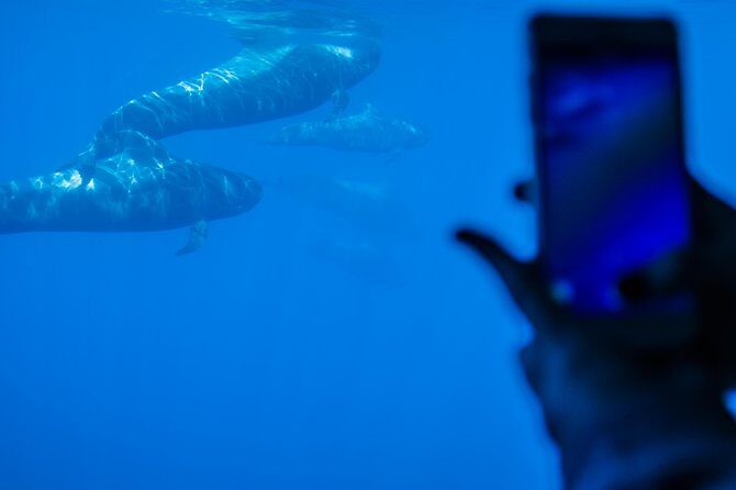 Royal Delfin 3H Dolphin & Whale Watching! Swimming & Lunch! - FAQ: Your Questions Answered