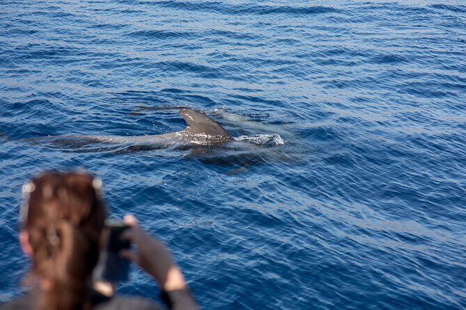 Royal Dolphin Whale watching excursion - What to Expect from the Experience
