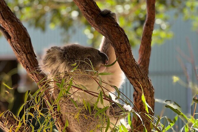 Royal National Park Hike, Swim and Wildlife Tour - FAQ