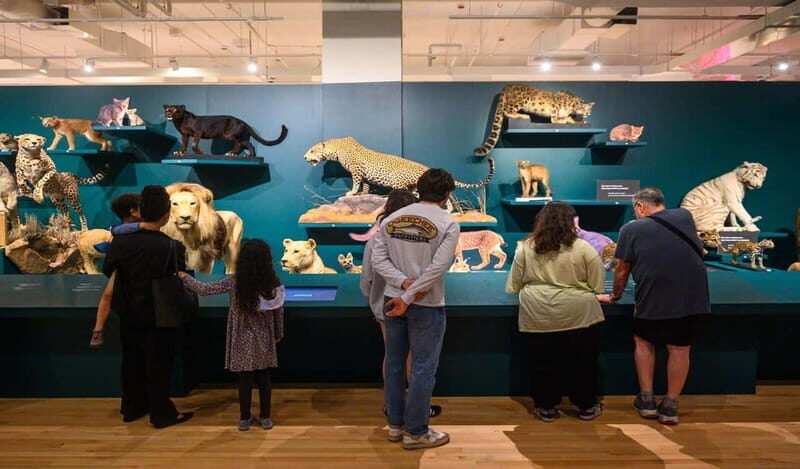 Royal Ontario Museum Revealed: A Guided Tour Through History - The Value of This Experience