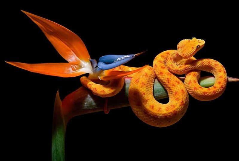 Royan: Planet Exotica Entry Ticket - Key Points  