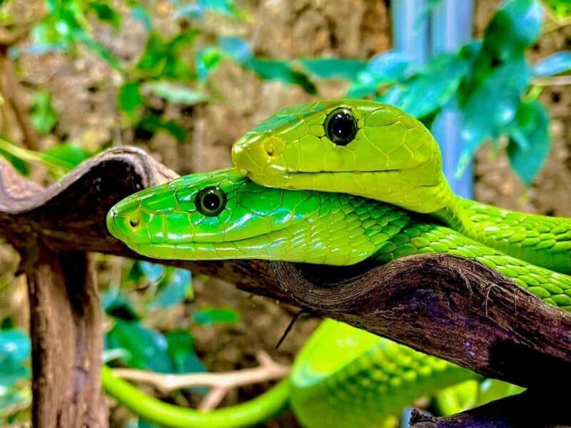 Royan: Planet Exotica Entry Ticket - An In-Depth Look at Royan’s Planet Exotica