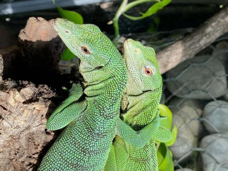 Royan: Planet Exotica Entry Ticket - FAQ