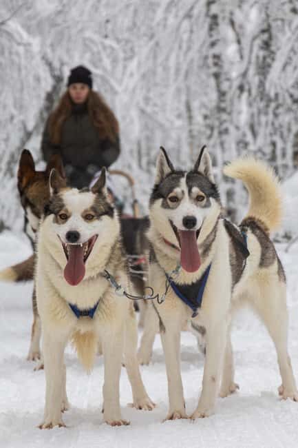 Ruka: 10km Husky Sled Ride with Snacks and Campfire - Key Points