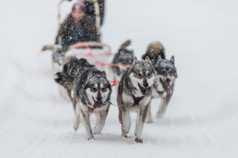 Ruka: 5km Husky Safari with Snacks and Campfire - The Practicalities: What You Need to Know