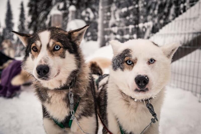 Ruka: Reindeer Ride and Husky Safari with Snacks - Final Thoughts