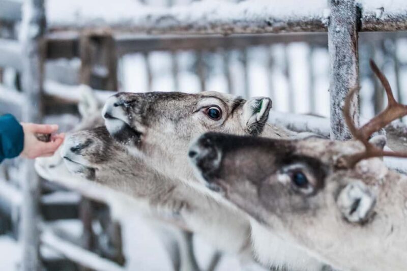 Ruka: Reindeer Ride with Feeding - What to Expect from the Reindeer Ride with Feeding