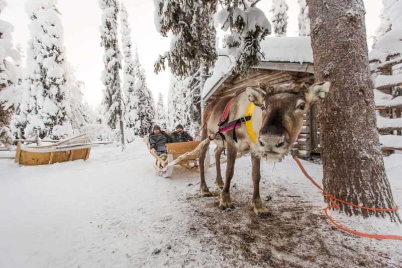 Ruka: Reindeer Ride with Feeding - Practical Details and Logistics