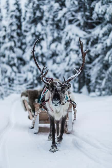 Ruka: Reindeer Ride with Snacks and Storytime - Key Points