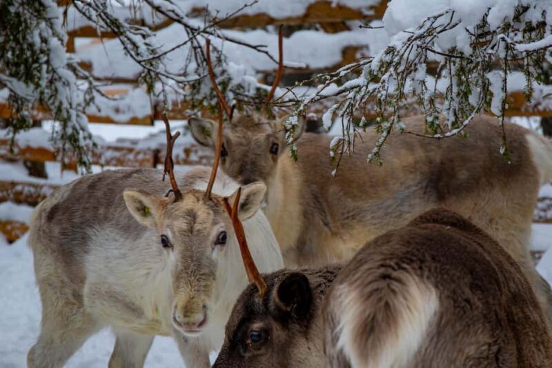 Ruka: Reindeer Ride with Snacks and Storytime - Additional Similar Experiences