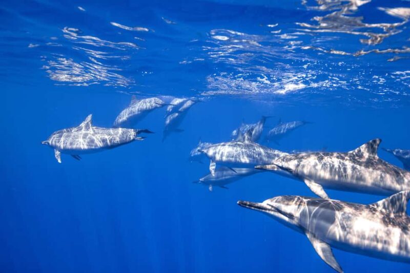 S. Tenerife: 2 Dives for Beginners (Beach + Boat Experience) - S. Tenerife: 2 Dives for Beginners (Beach + Boat Experience) — A Detailed Review