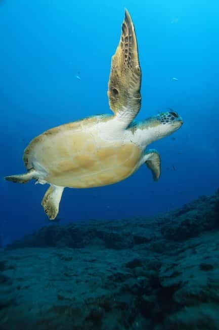 S. Tenerife: 2 Dives for Beginners (Beach + Boat Experience) - What Reviewers Say