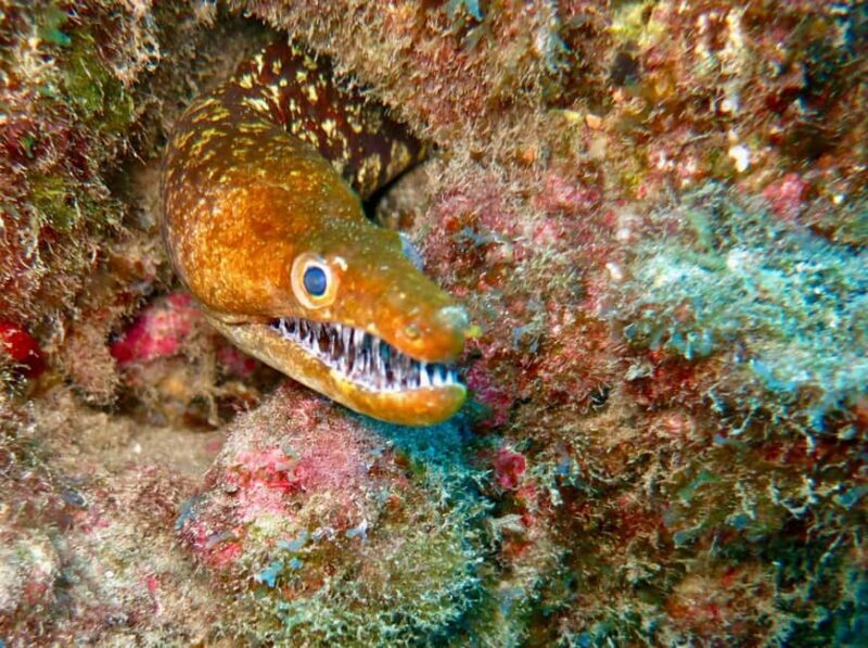 S. Tenerife: 2 Dives for Beginners (Beach + Boat Experience) - Who is This Tour Best For?