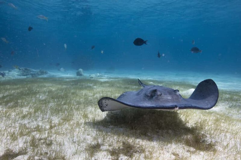S. Tenerife: 2 Dives for Beginners (Beach + Boat Experience) - FAQ