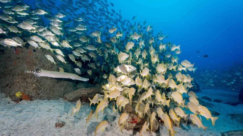 S Tenerife: Guided Boat Dive for Qualified Divers - An In-Depth Look at the Tenerife Guided Boat Dive Experience